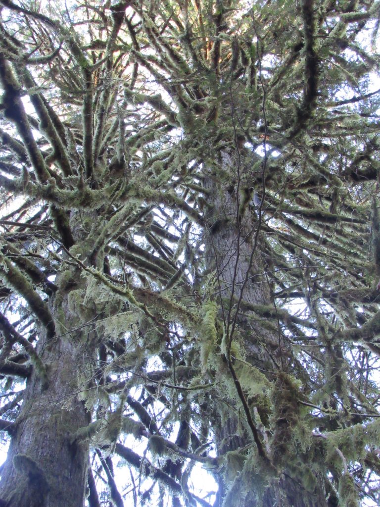 Tangled trees | Kelly Bulkeley