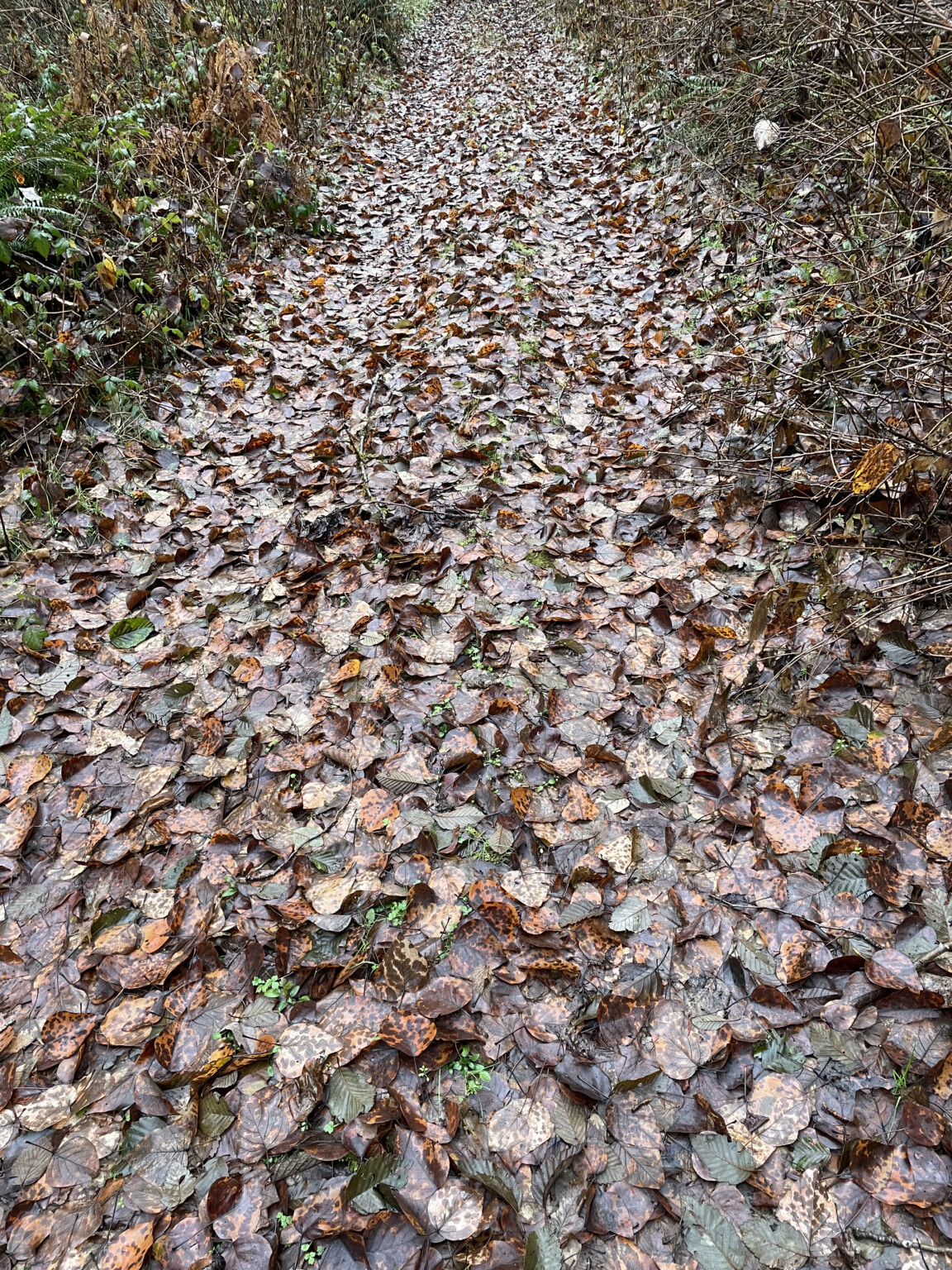 Kelly Bulkeley | Dream Research & Education